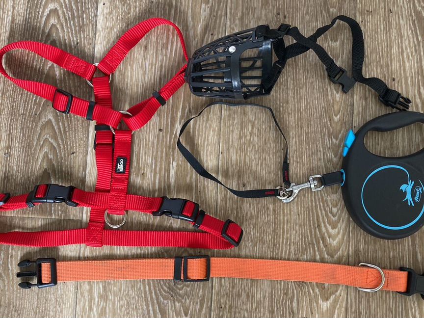 Амуниция для собак