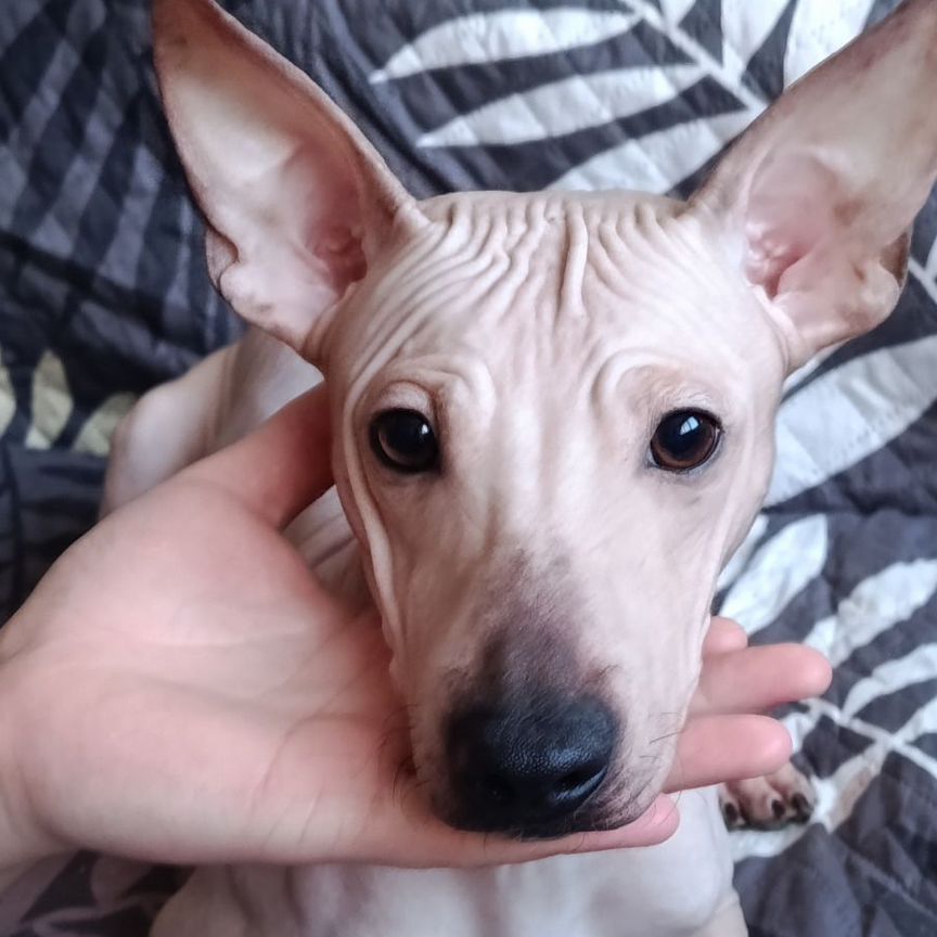 Американский голый терьер, щенок