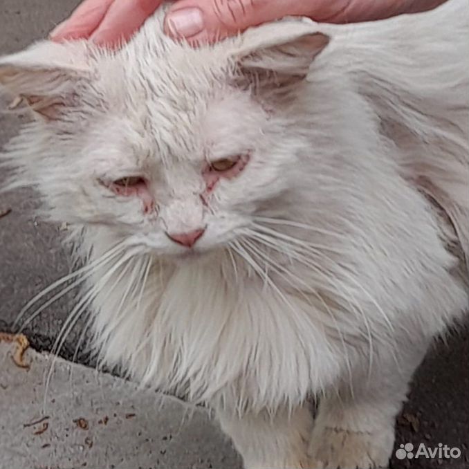 Белоснежный домашний кот умрет на улице