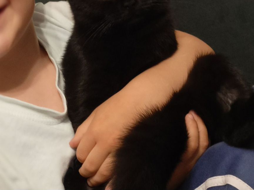 Шотландская прямоухая кошка