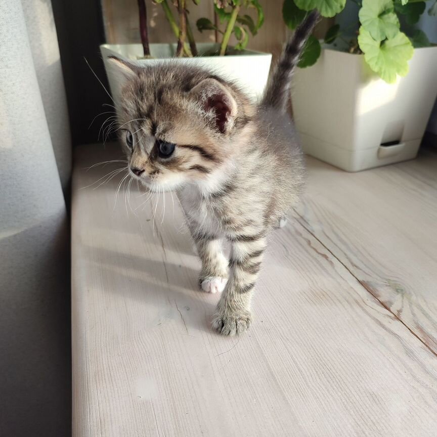 Котята в добрые руки бесплатно