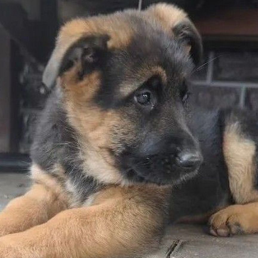 Немецкая овчарка