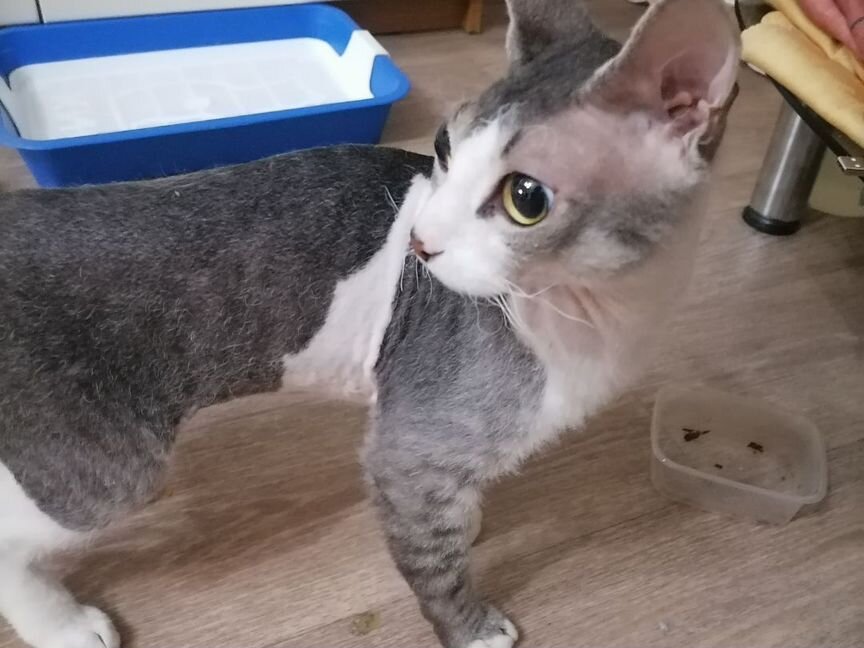 Кот