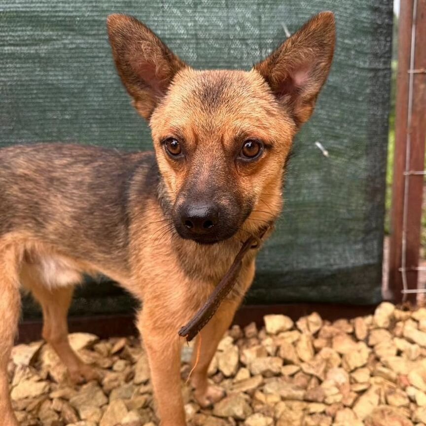 Маленькая собака Зайчик