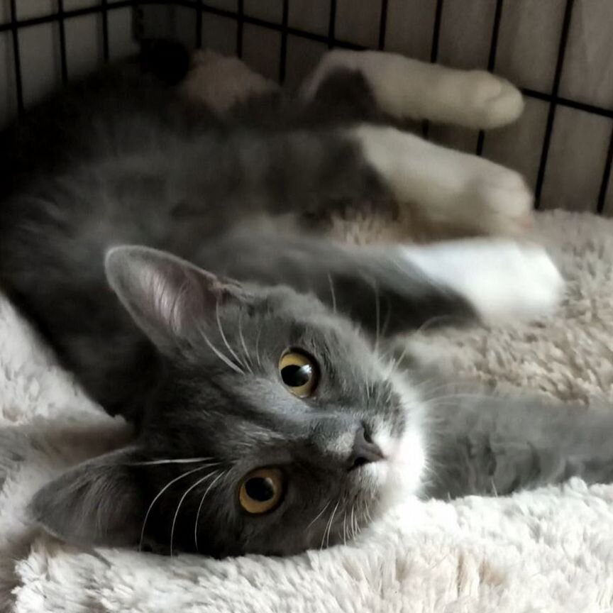 Котёнок Шелест ищет дом в добрые руки