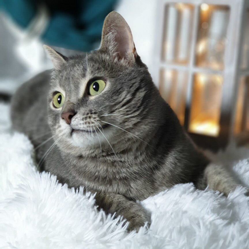 Роскошные котики в дар