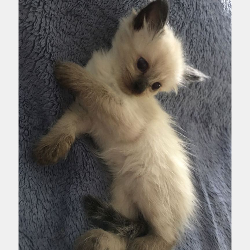 Котята
