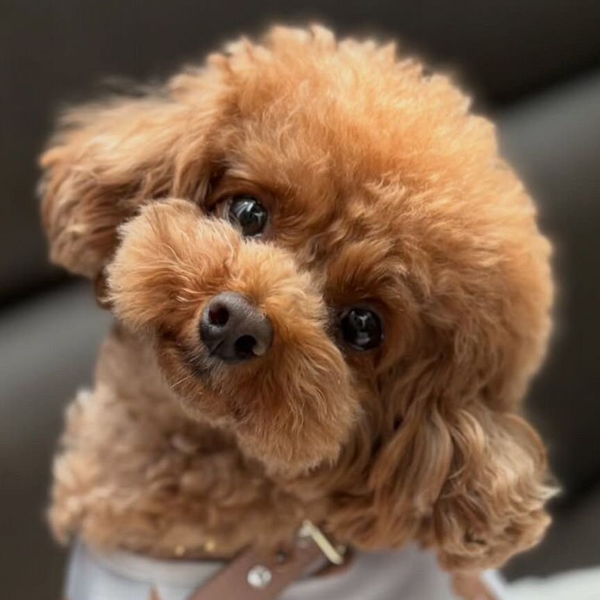 Той-пудель, щенок