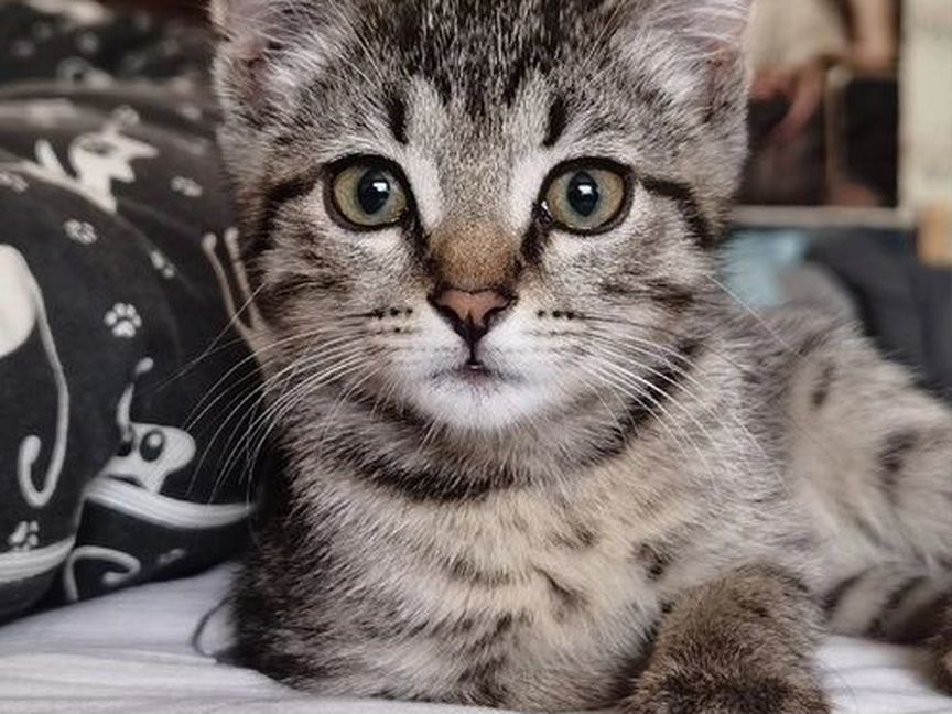 Котенок ищет дом