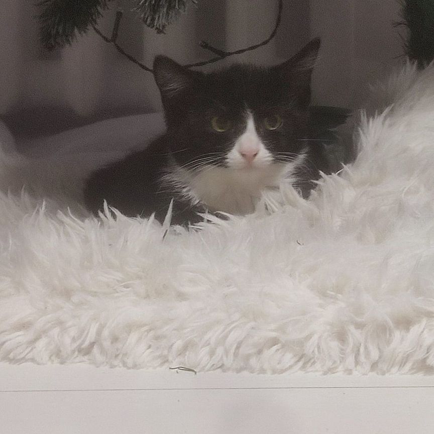 Котенок
