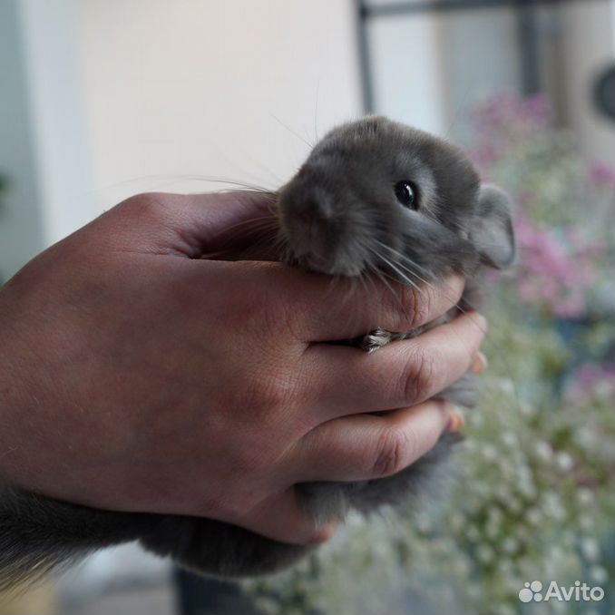 Шиншилла фиолет девочка