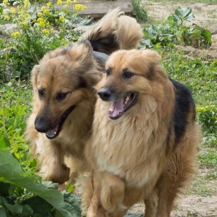 Собака в добрые руки отдам бесплатно