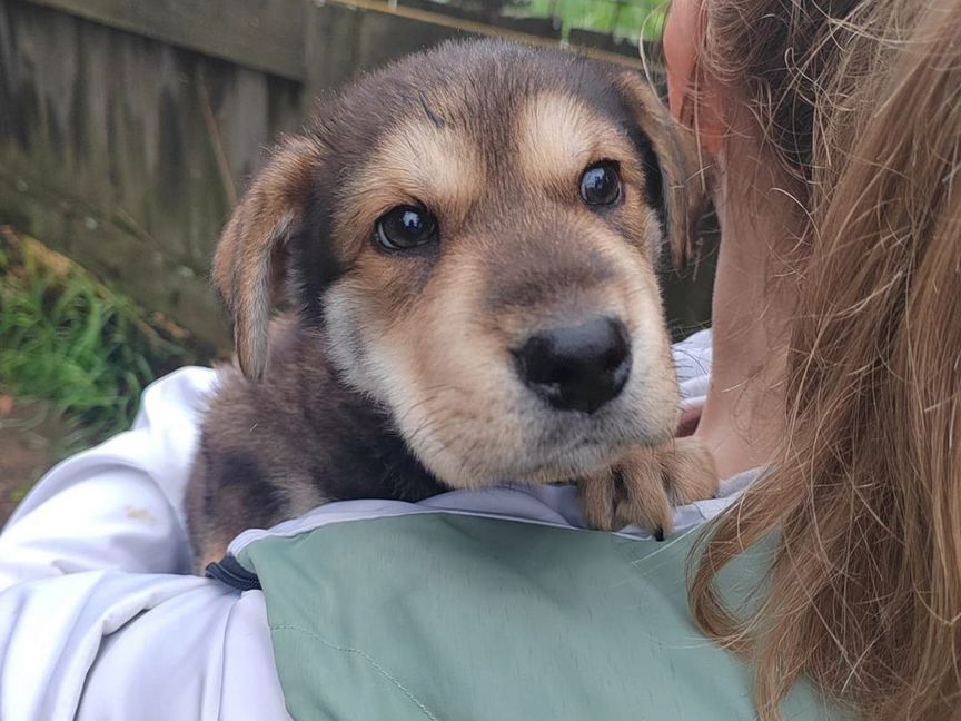 Отдам в добрые руки