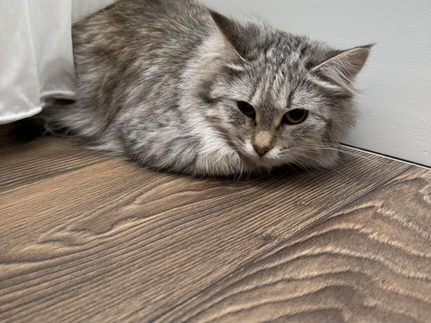 Сибирская кошка