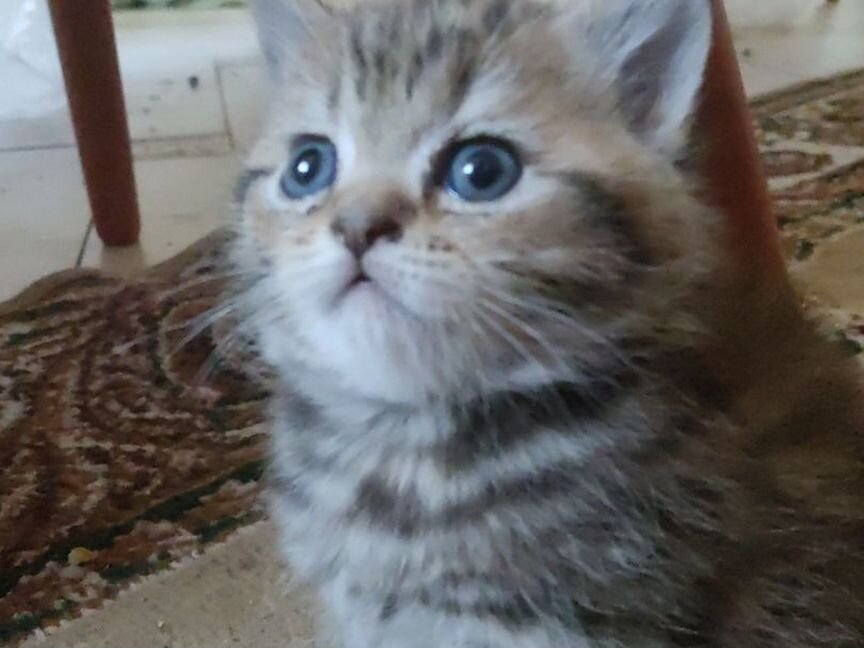 Котенок от мамы шиншиллы
