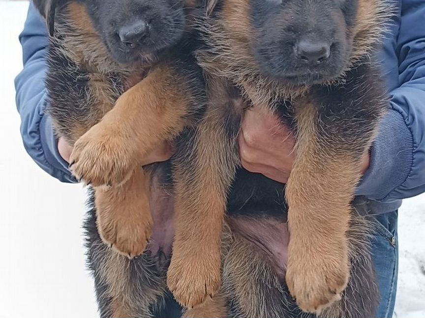 Продаются щенки немецкой очарки с документами РКФ