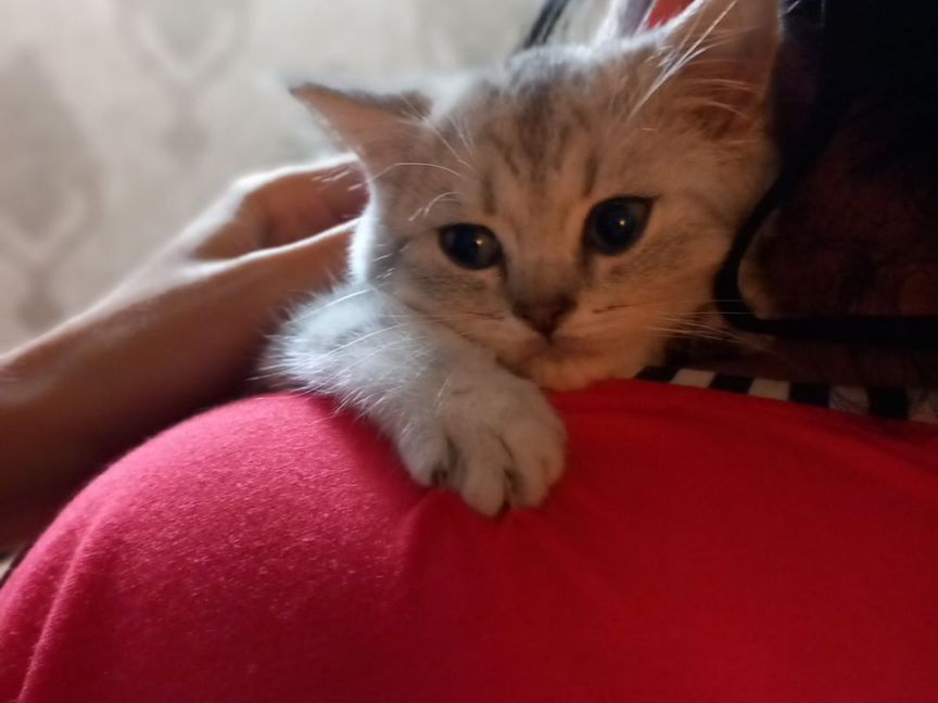 Шотландские прямоухие котята