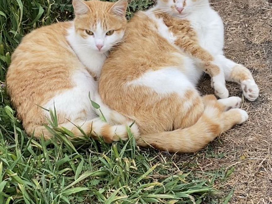 Кошечка стерилизованная с братиком в поисках дома