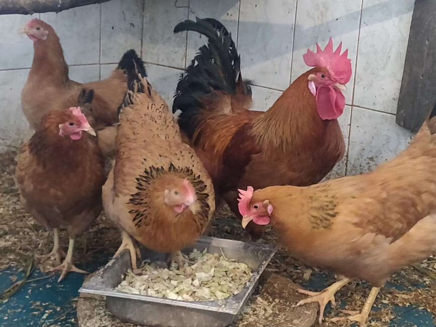 Кучинская юбилейная куры