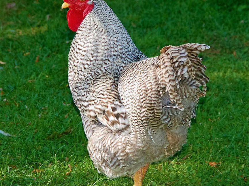 Петух плимутрок