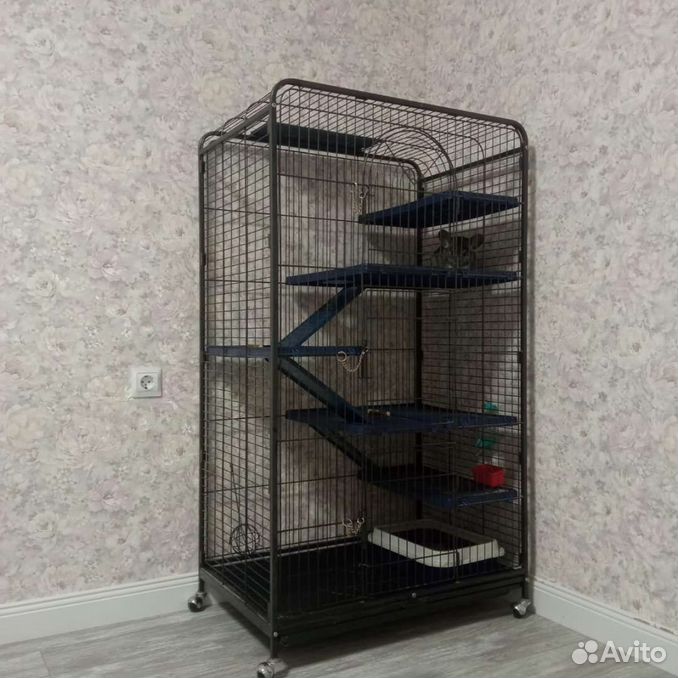 Шиншилла Шуша вместе с приданным