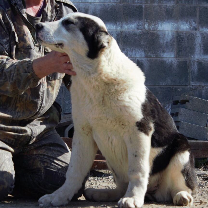 Подрощенные алабаи