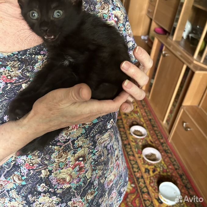 Славный котенок