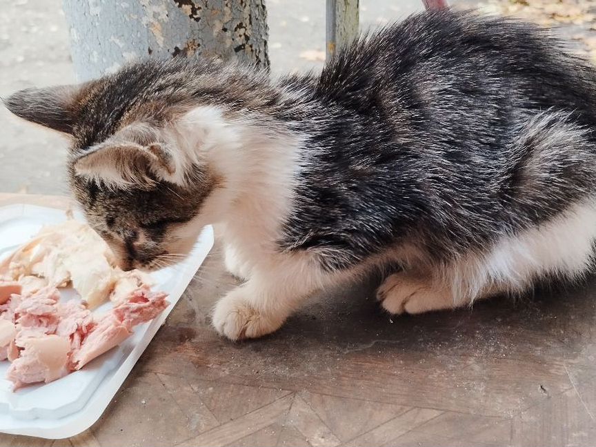 Кошка