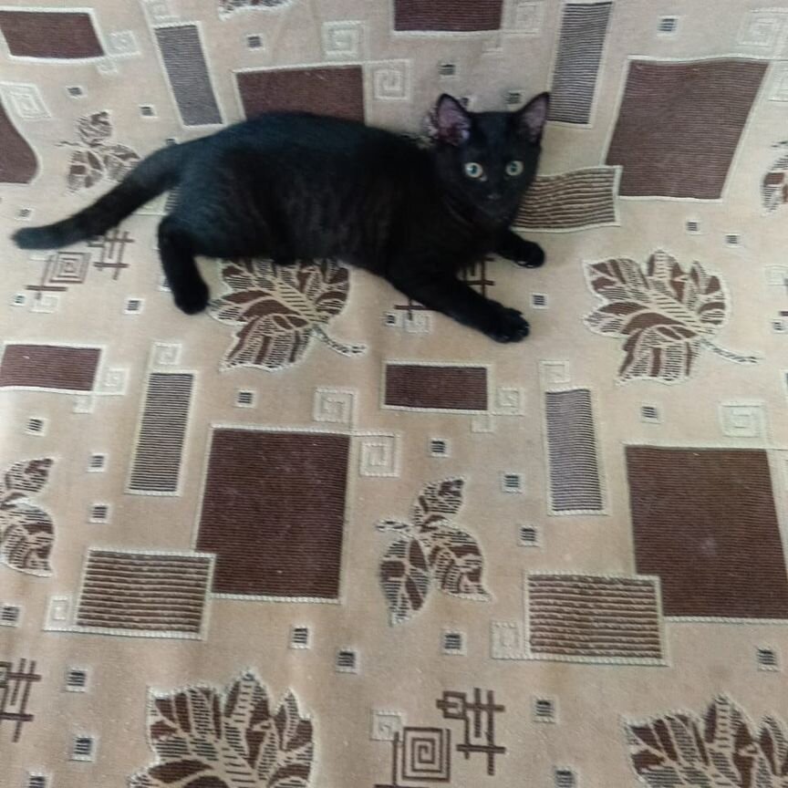 Отдам котёнка приучин к туалету