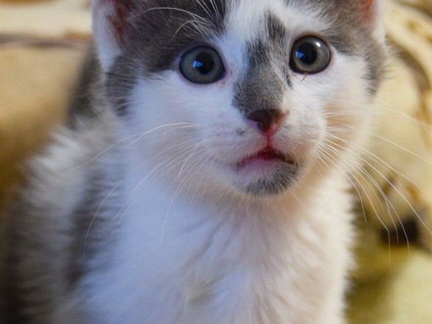 Котёнок мальчик добрый хороший ручной игривый