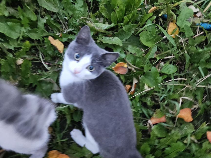 Котёнок дымчатый, мальчик