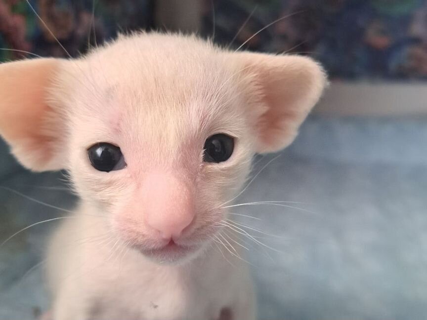 Ориентальные котята экстрим