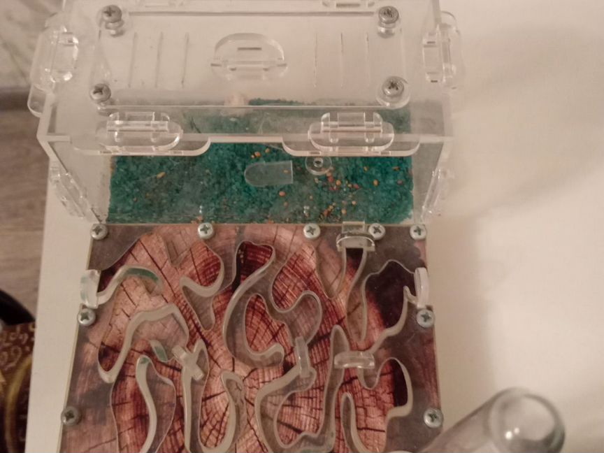 Формикарий для муравьев