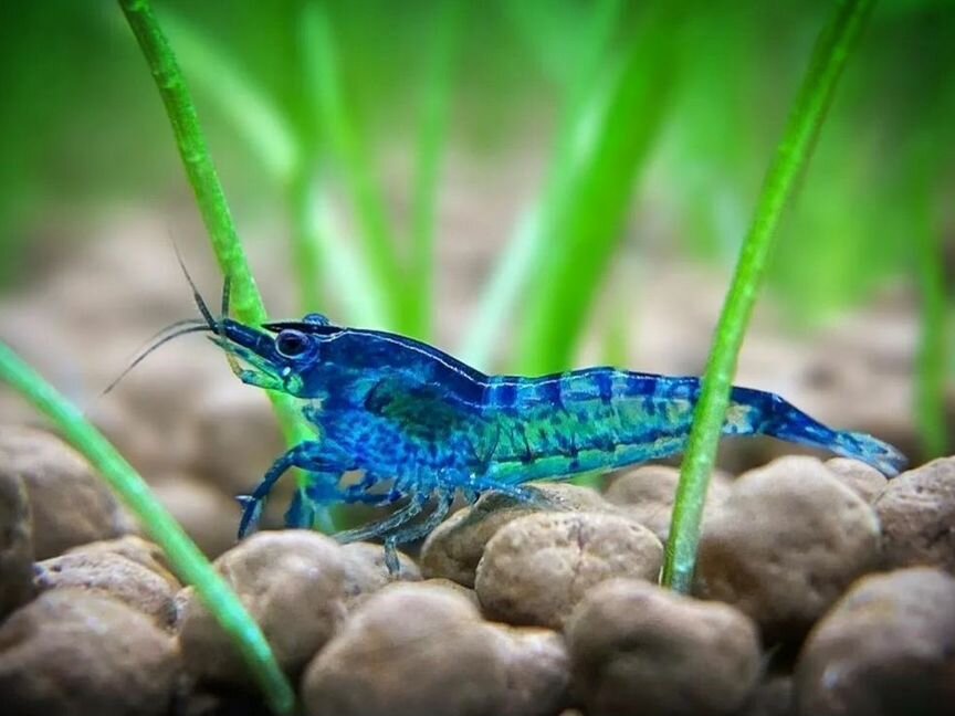 Креветки блю дрим blue dream. Есть доставка