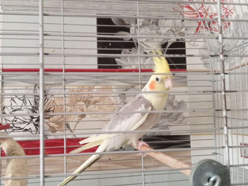 Ручной говорящий попугай