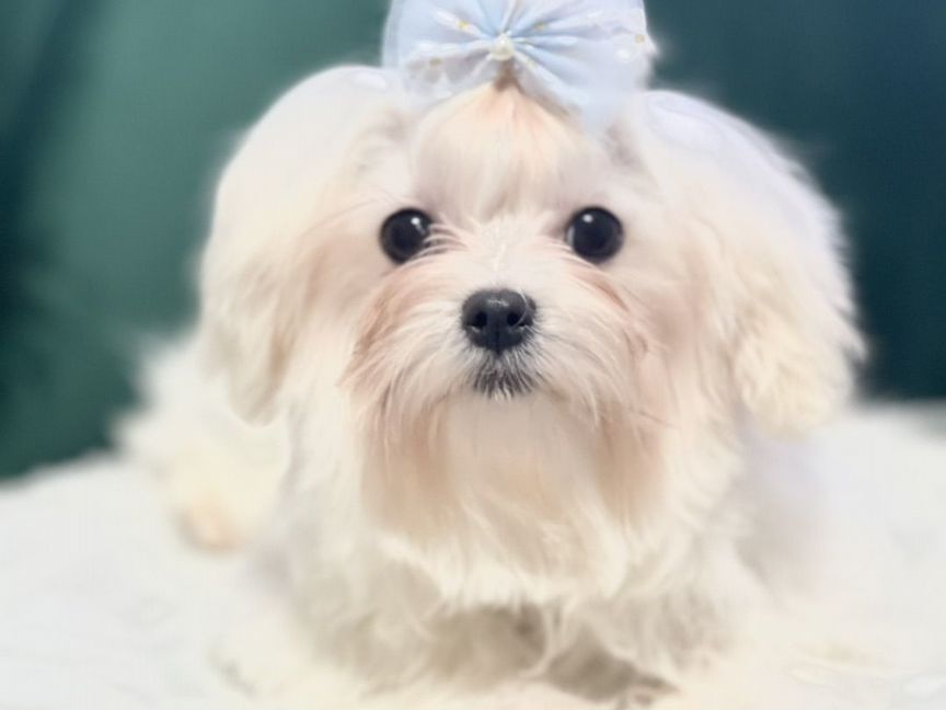 Мальтезе девочка