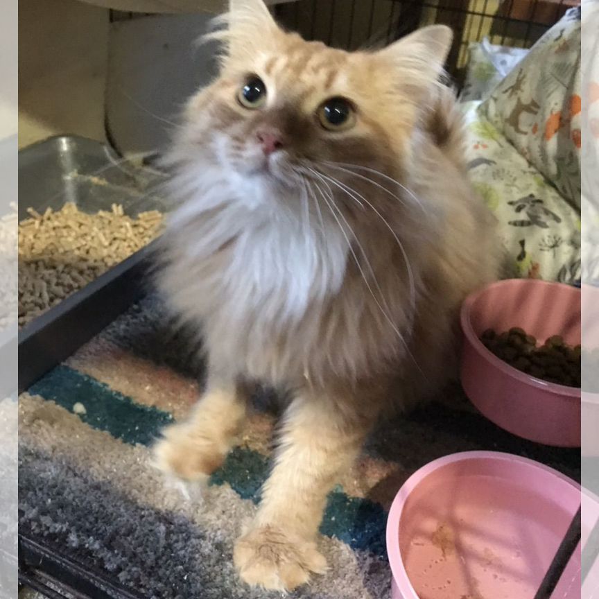 Сибирская кошка, взрослая