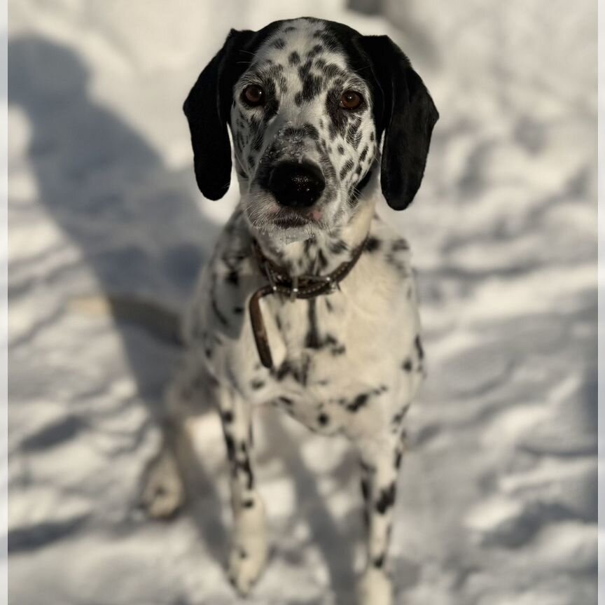 Далматин, взрослый пёс