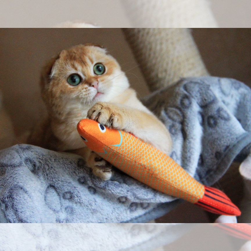 Шотландский вислоухий короткошёрстный котёнок