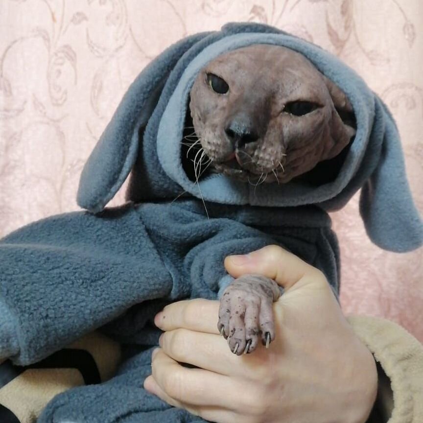 Потерялся кот, ушел в синим свитере, сфинкс