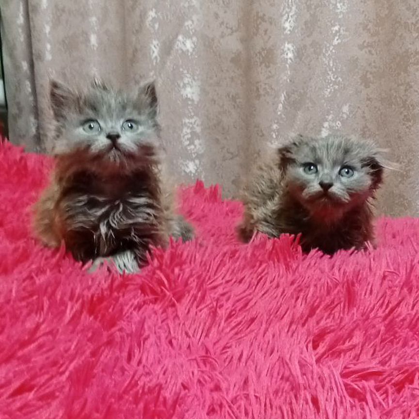 Отдам котят 1 фото девочки 2 фото мальчики