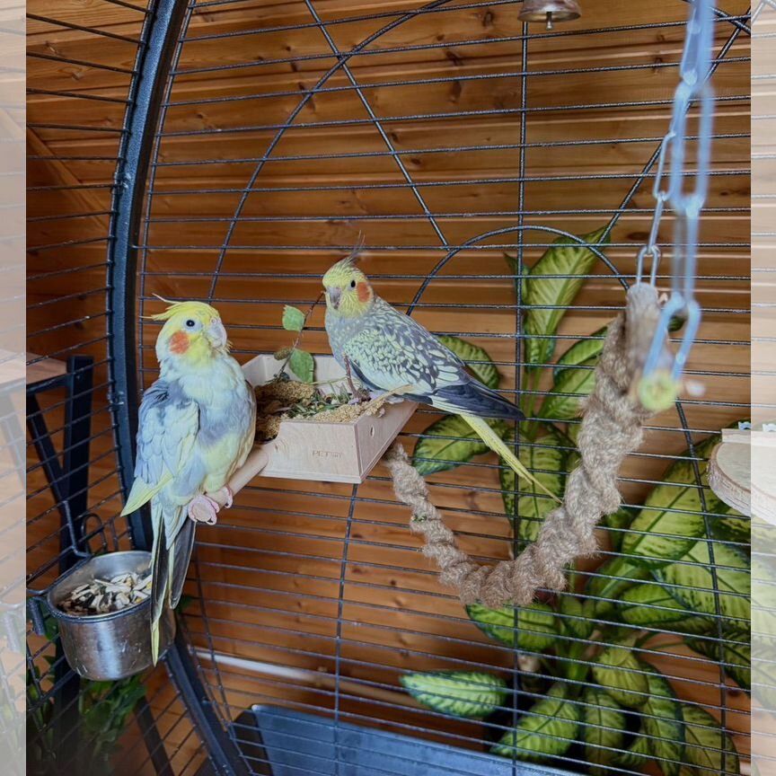 Кореллы с клеткой самцы