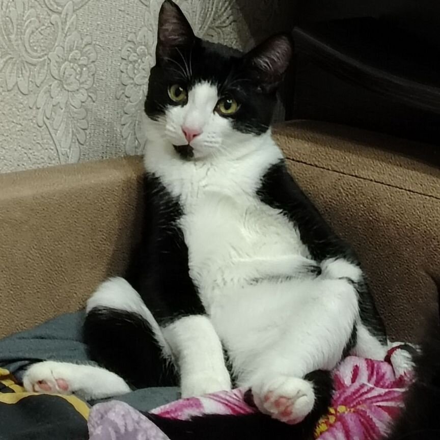 Котёнок в добрые руки