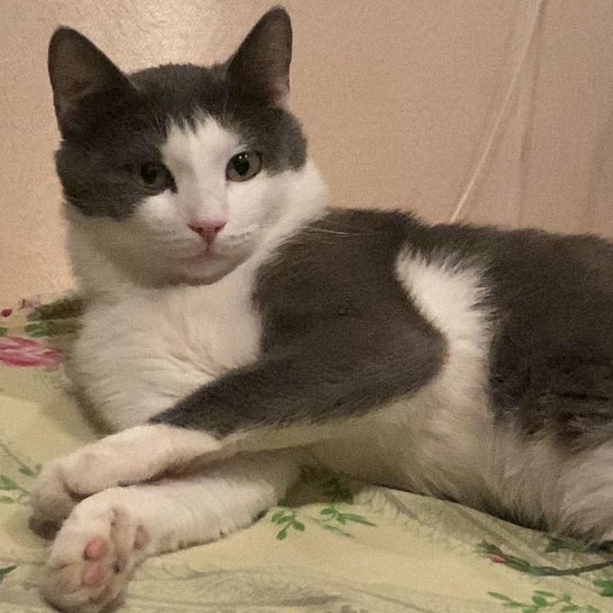 Котики