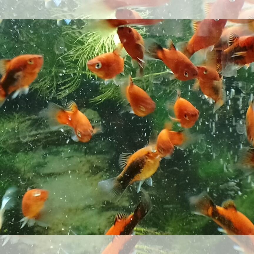 Пецилия редиска микс