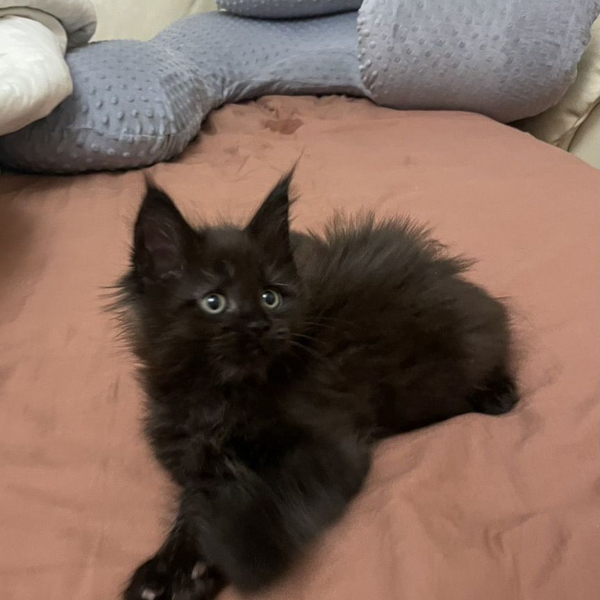 Мейнкун полидакт мальчик 6666 черный