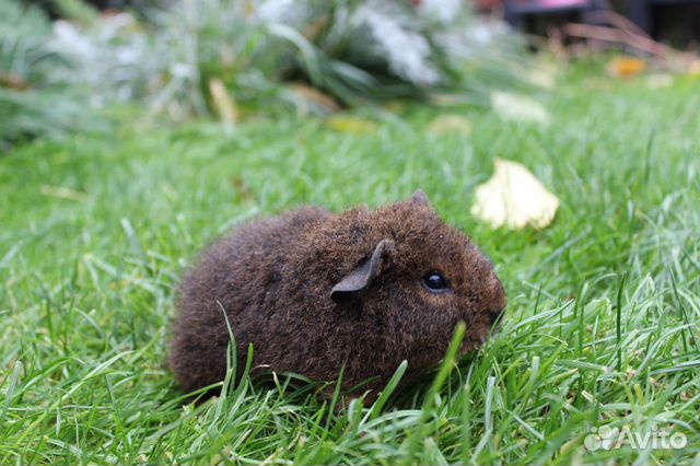 Морская свинка американский тедди