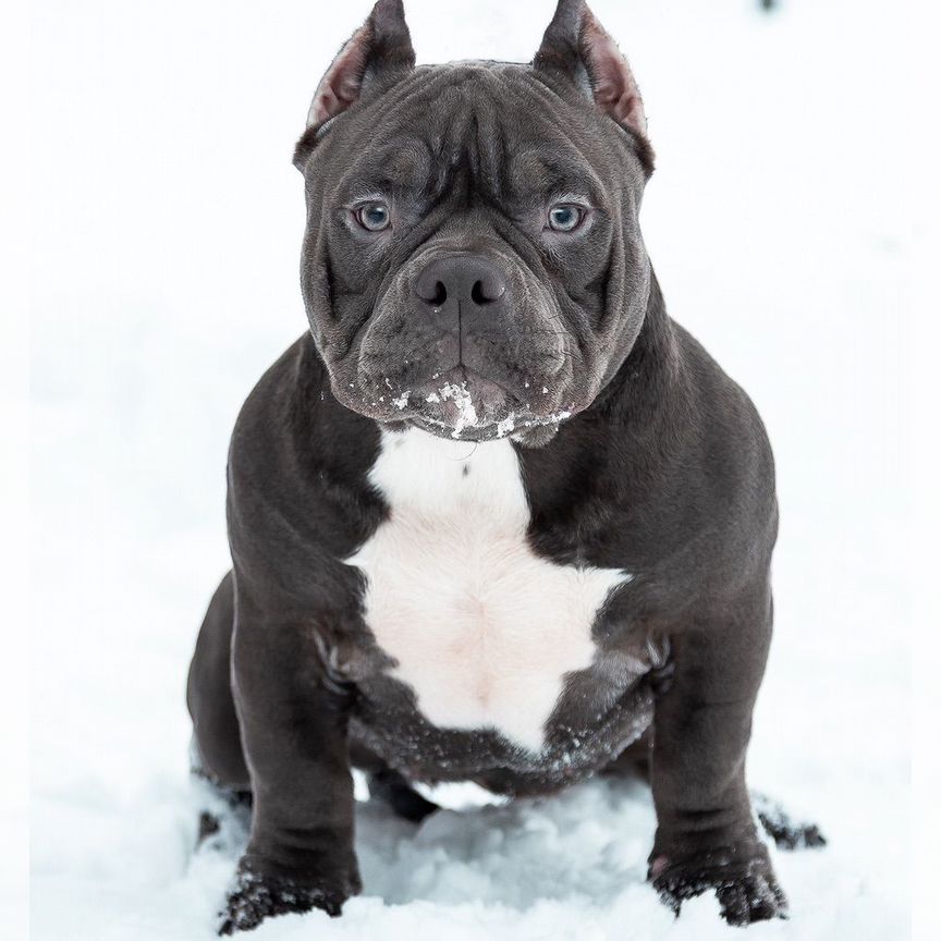 Американский булли, щенок