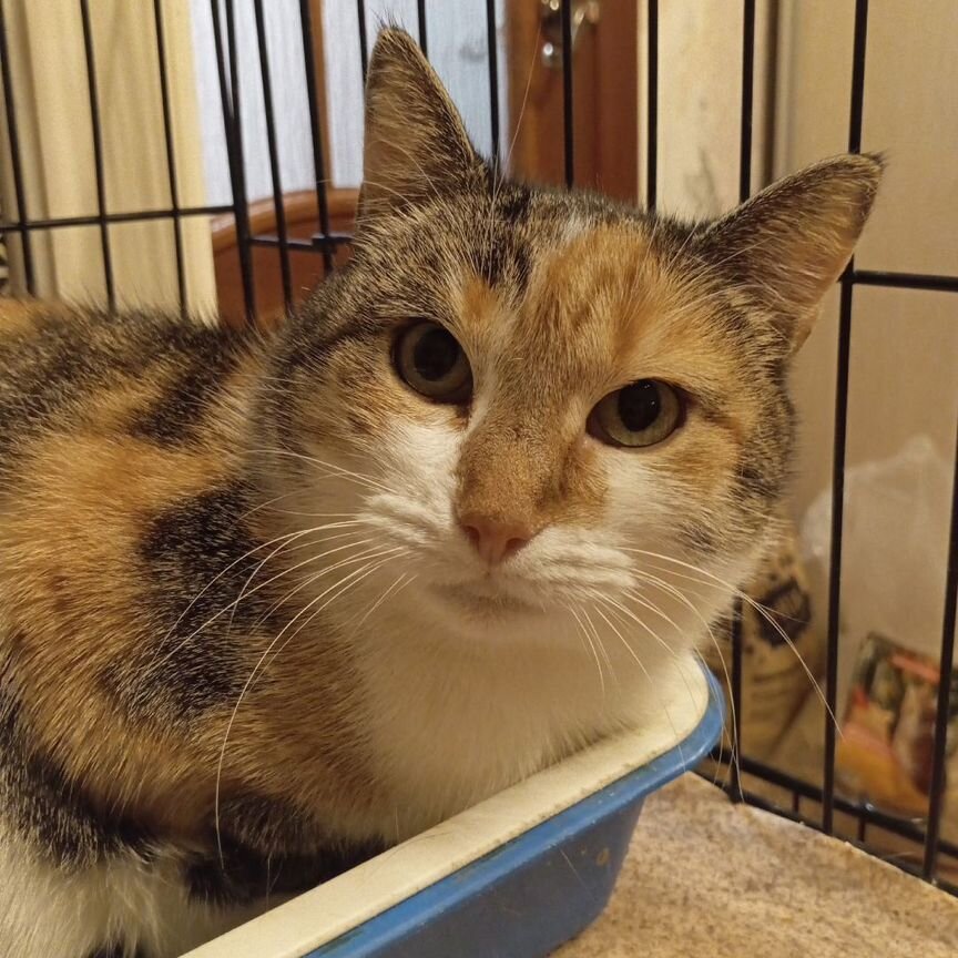 Взрослая, кошка в добрые руки