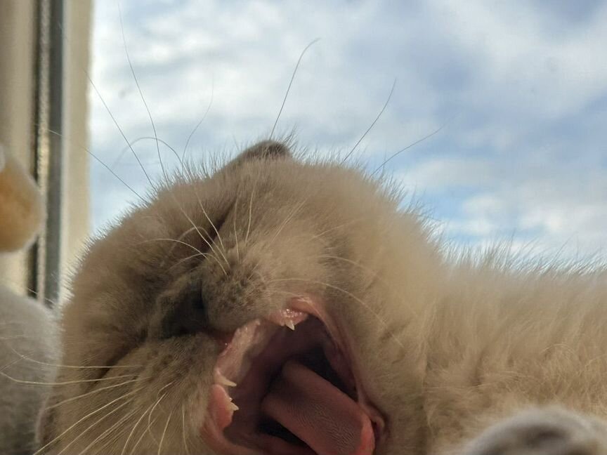 Случка кота